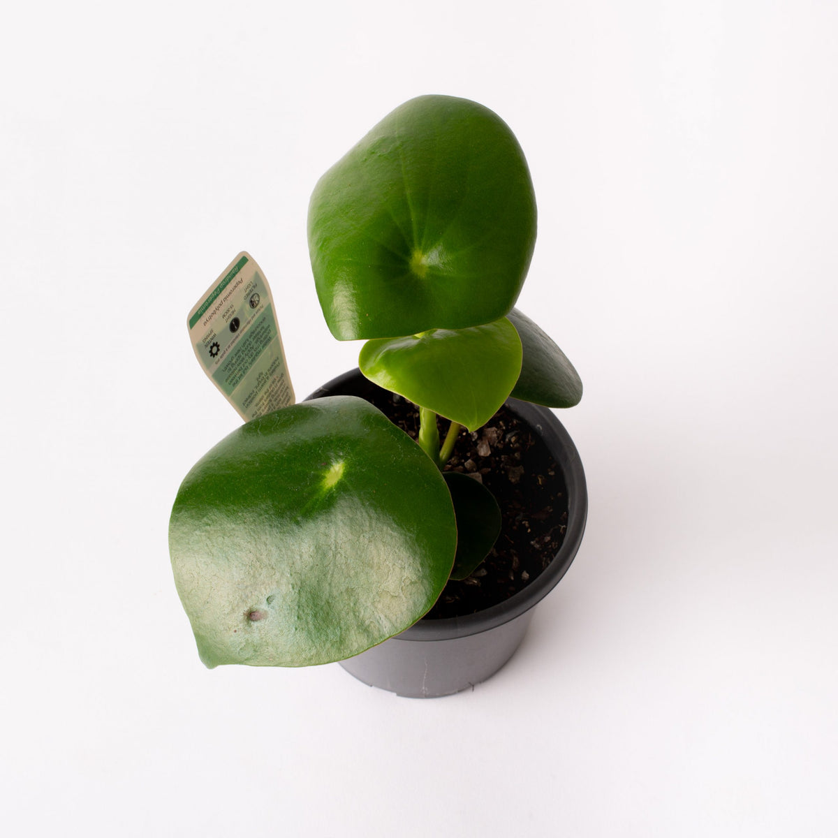 Raindrop Peperomia /Peperomia Polybotrya / 130mm Pot (per item) – Flolla